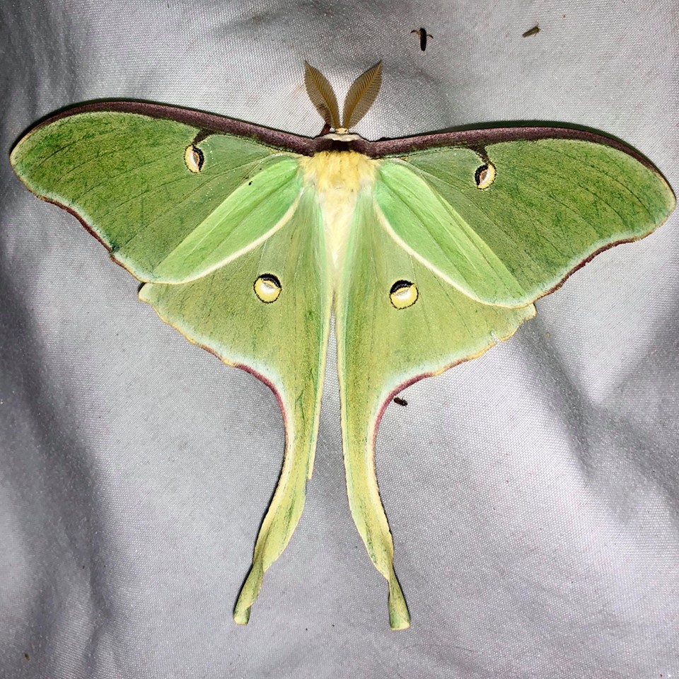 Albums 93 Pictures Images Of Luna Moths Stunning 10 2023 Albums 93 Pictures Images Of Luna Moths Stunning 10 2023