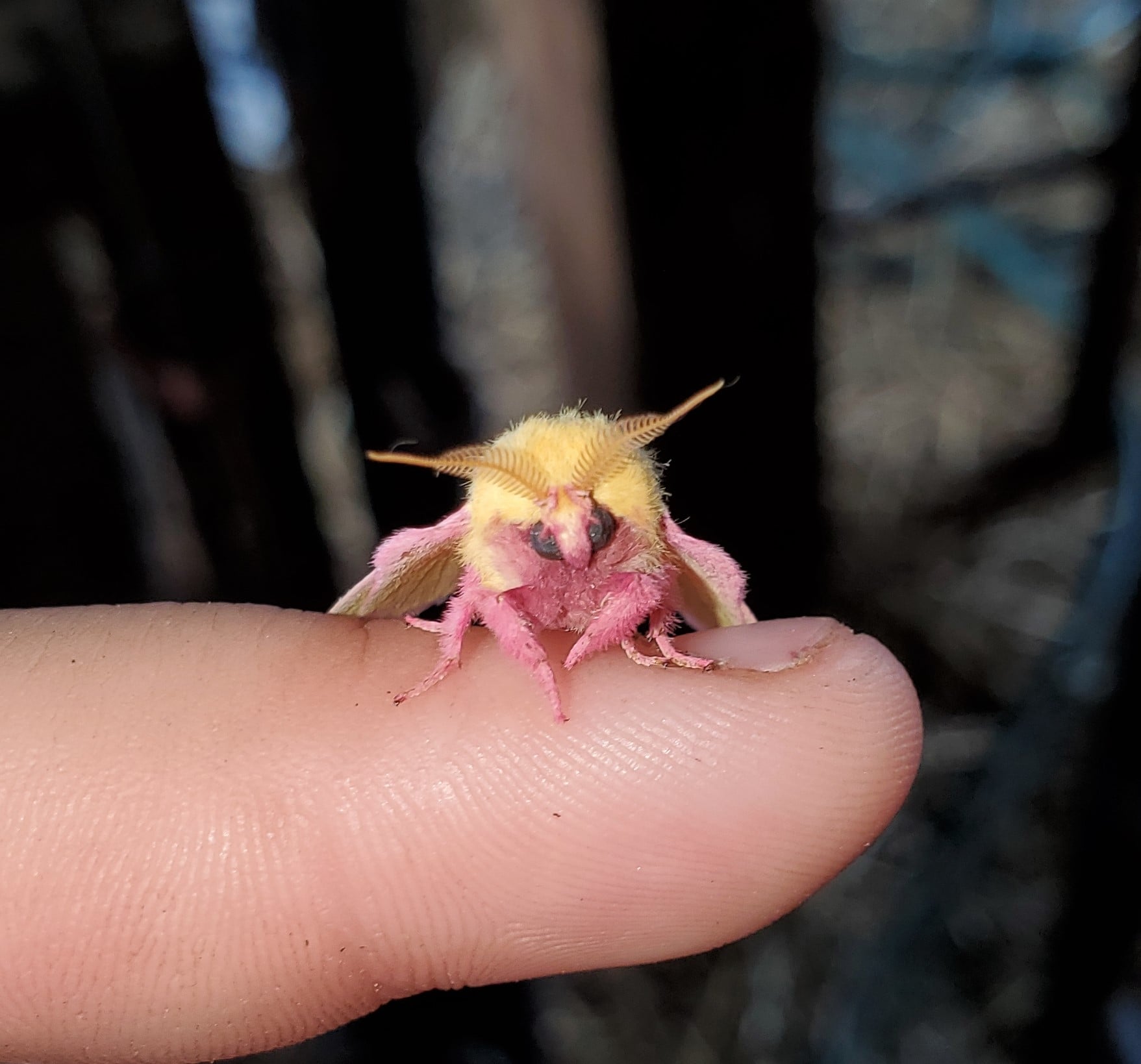 Rosy Maple Moth Face