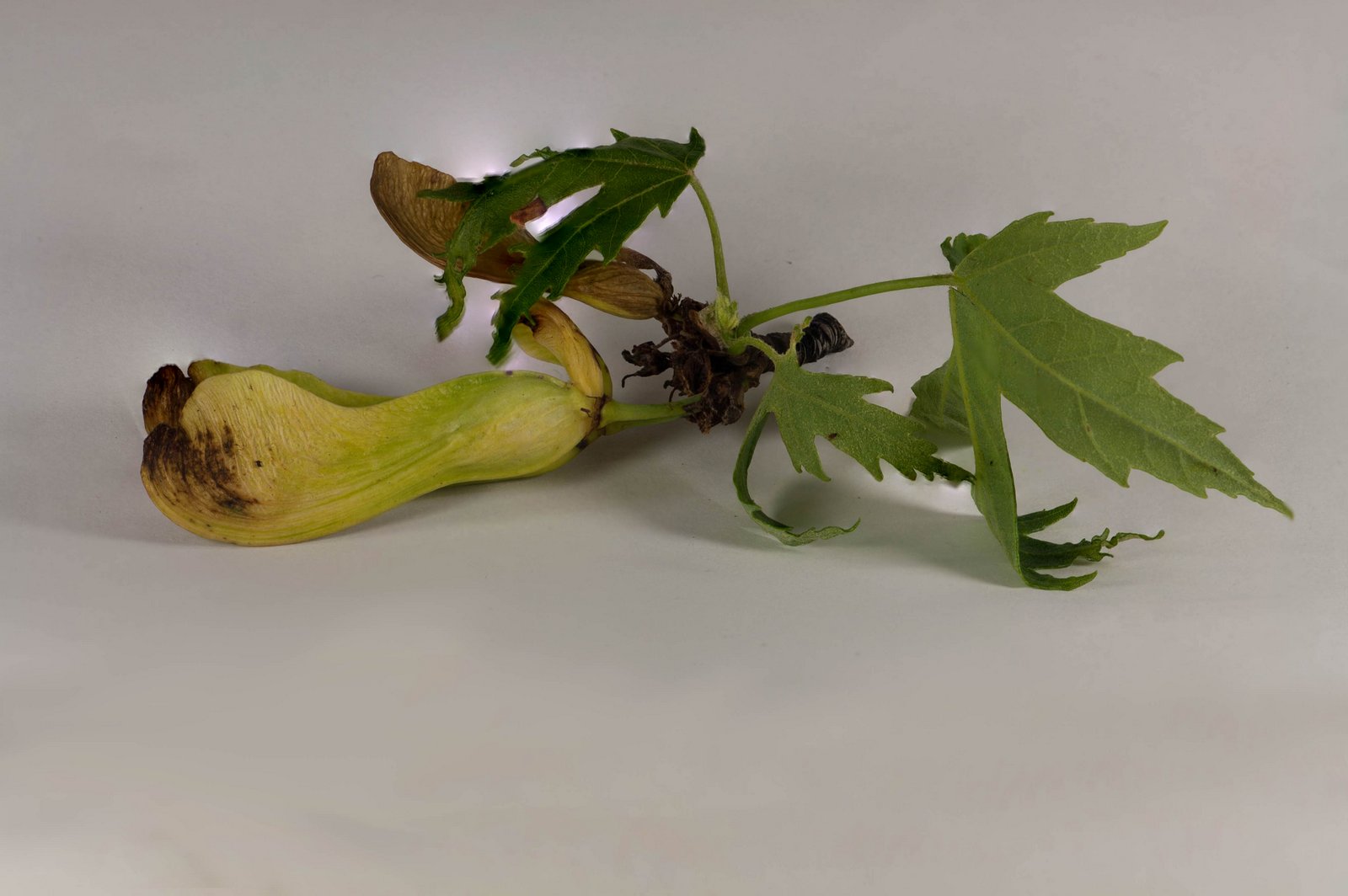 Silver Maple Fruit