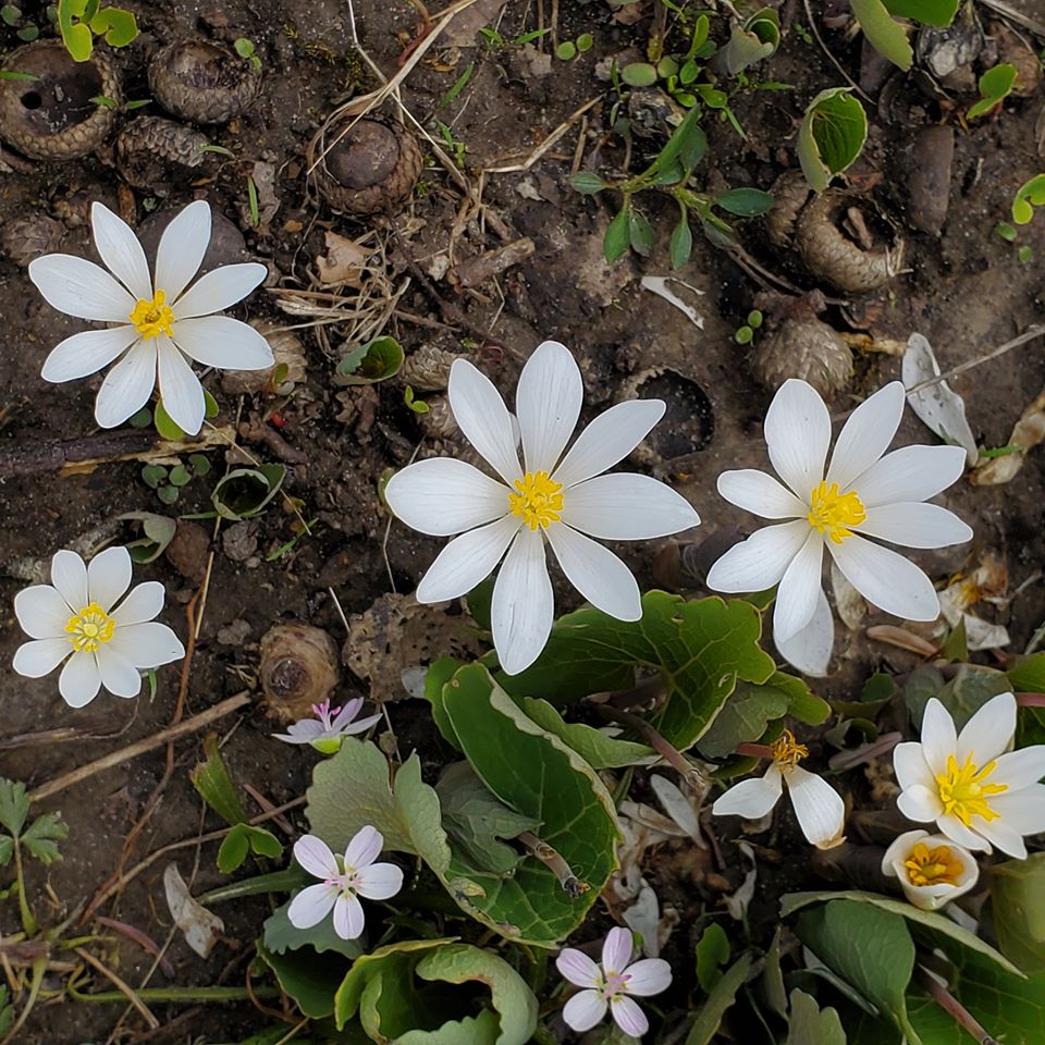 Bloodroot Plant Facts